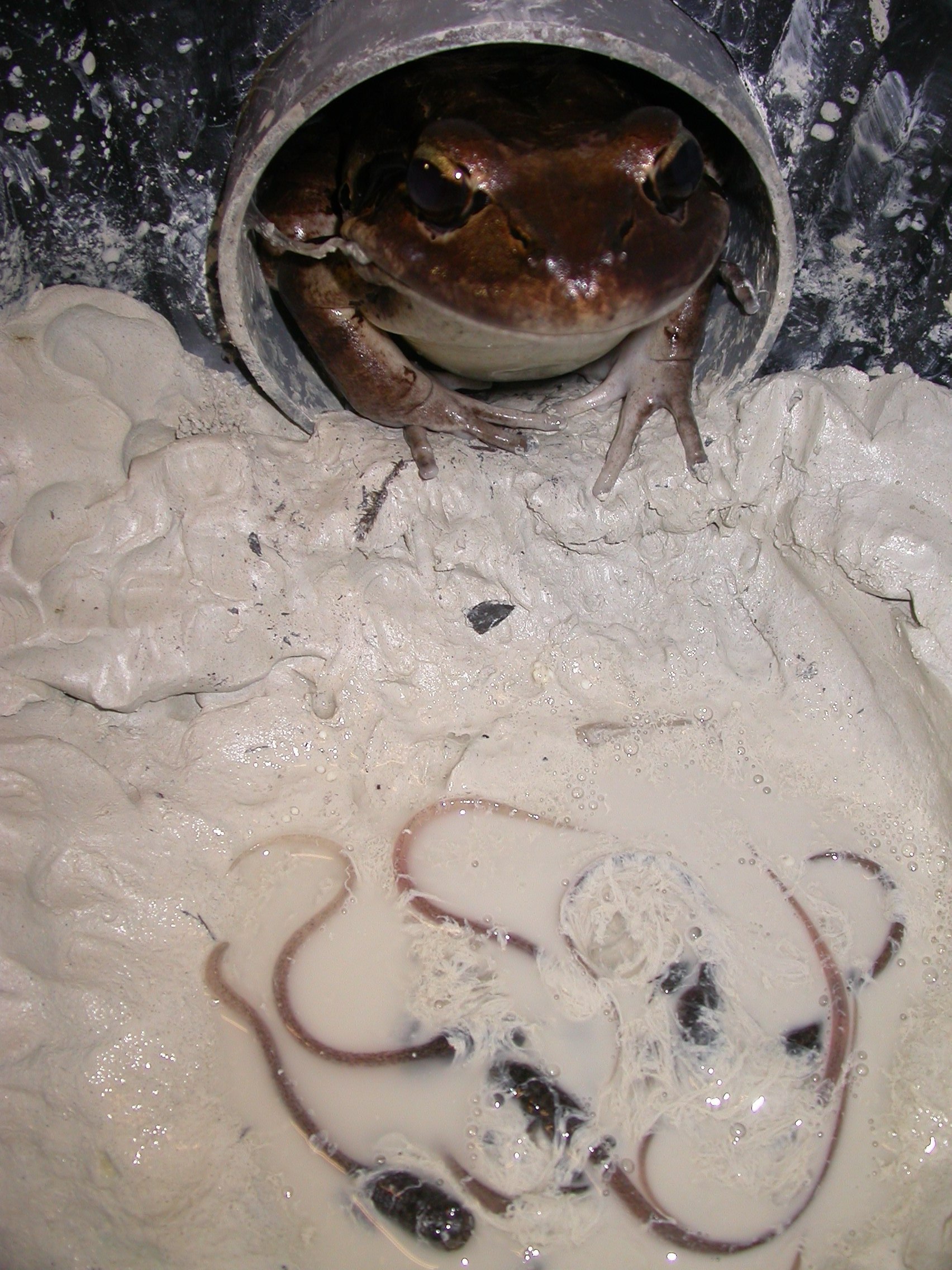 Mountain chicken (Leptodactylus fallax) with tadpoles, Durrell captive ...