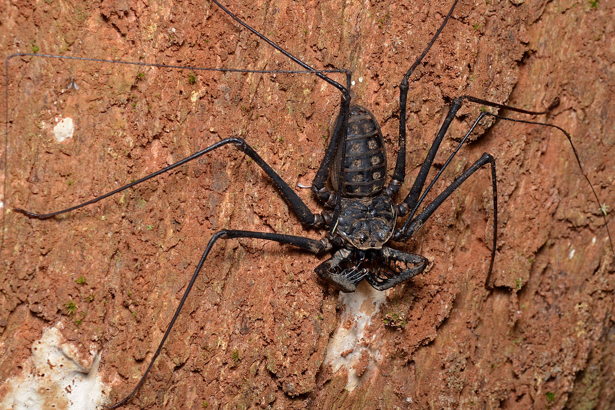 Fantastic Beasts and Where We Found (Most of) Them | Mountain Chicken ...