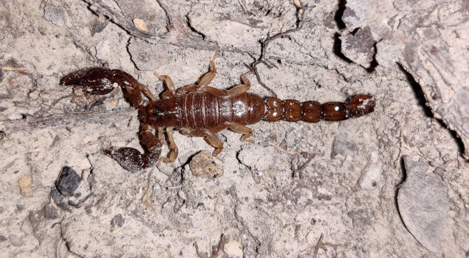 Trick or Treat! Spooky Snacks for our Mountain Chickens | Mountain ...