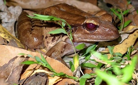 Report on Dominica’s Mountain Chicken Frog team’s exchange trip to ...