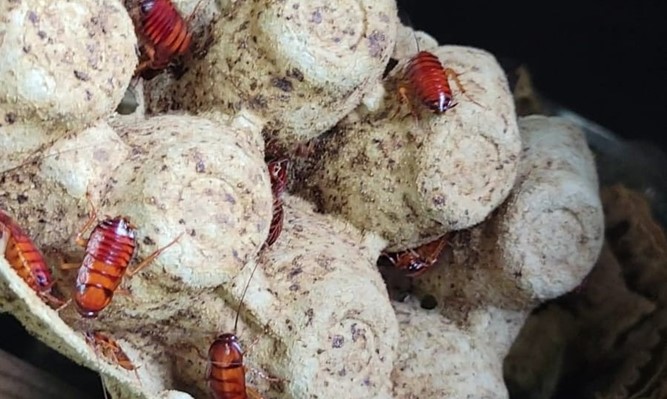 Report on Dominica’s Mountain Chicken Frog team’s exchange trip to ...